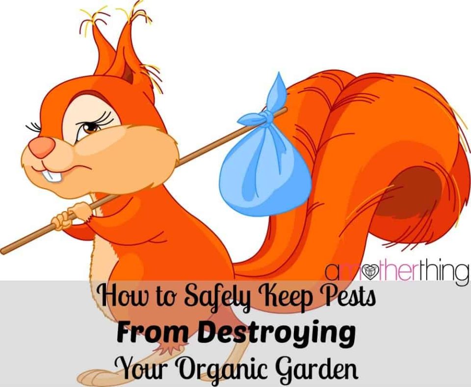 How to Safely Keep Pests from Destroying Your Organic Garden | It's a ...
